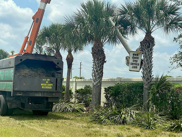 Davie Tree Service