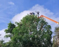 Davie Tree Service